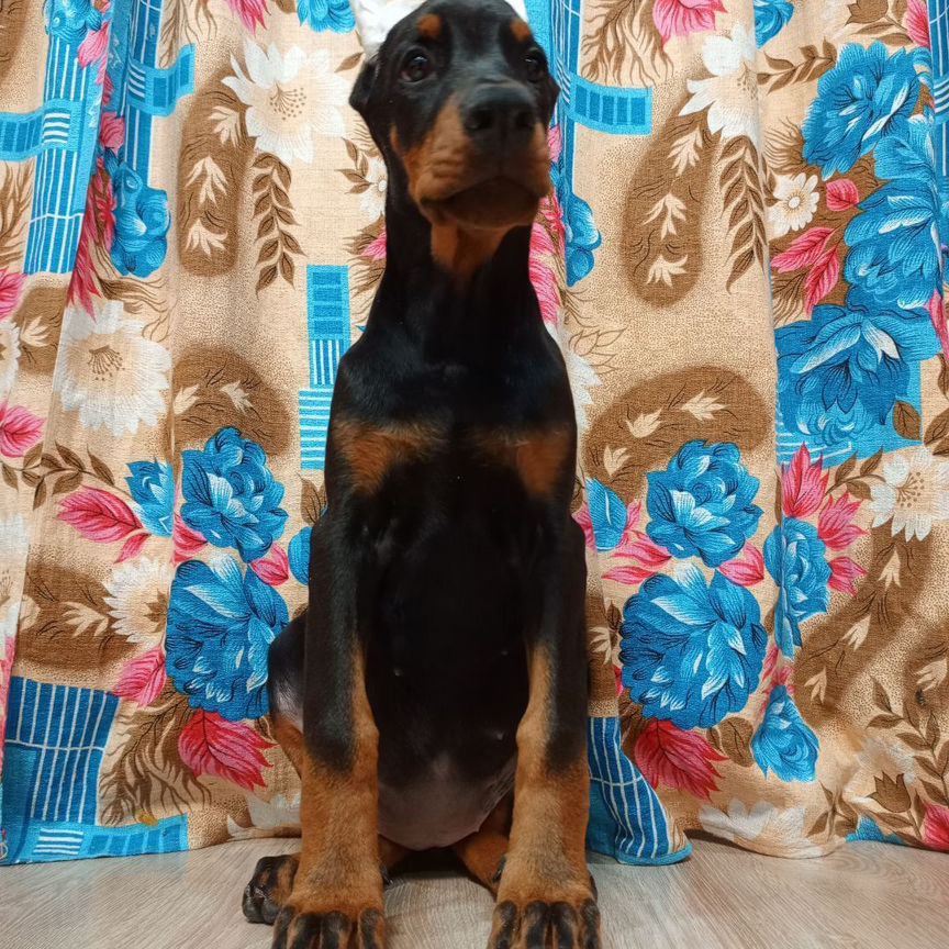 Доберманочка РКФ