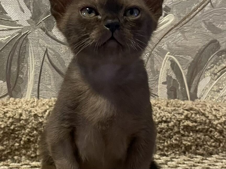 Бурманская кошка