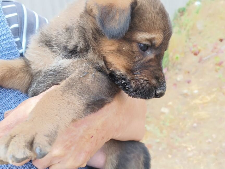 Щенки брошенки