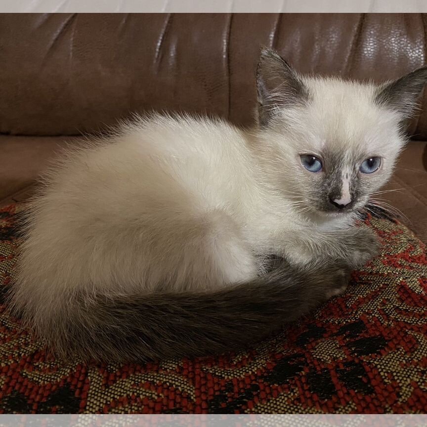 Сиамский котёнок