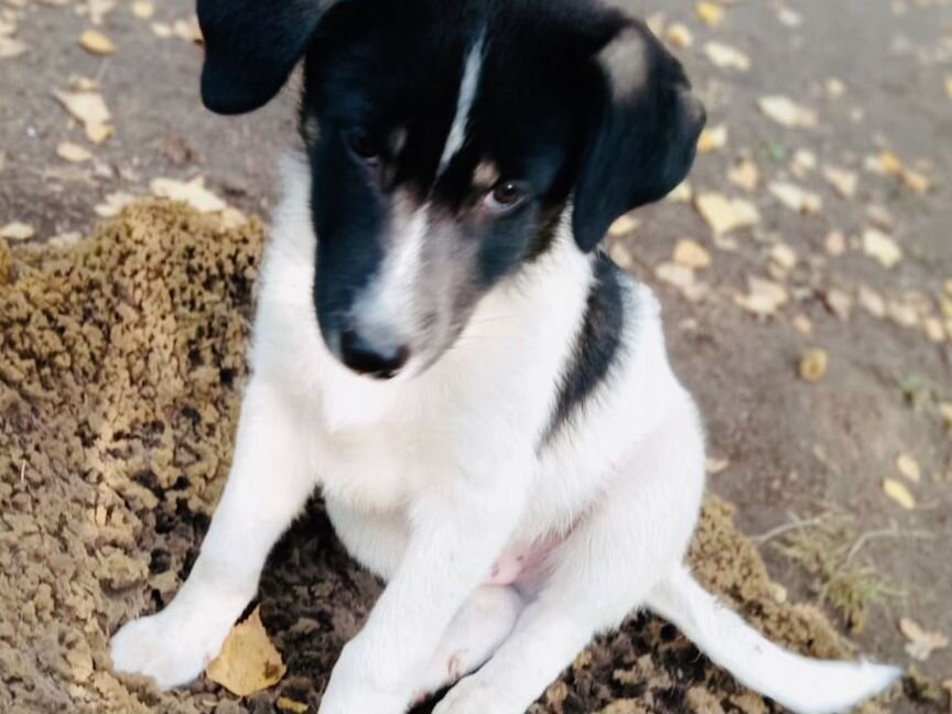 Щенок в добрые руки, 3 мес., кобелёк