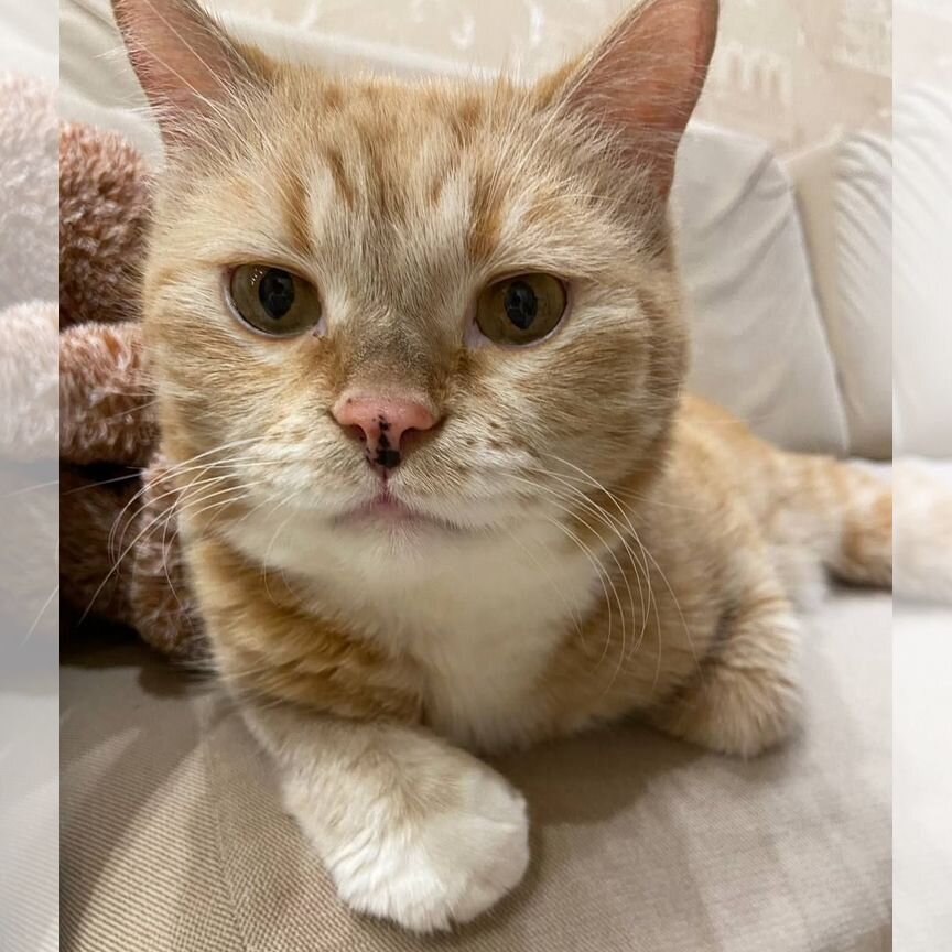 Взрослый кот в добрые руки