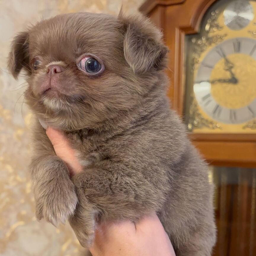 Чихуахуа, щенок