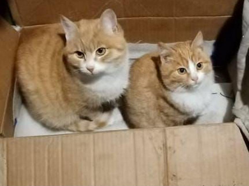Котята 4,5-5 мес