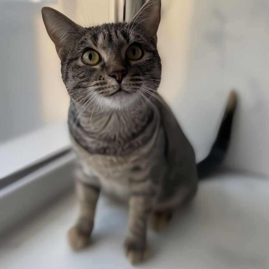 Взрослая, Девочка кошка в добрые руки