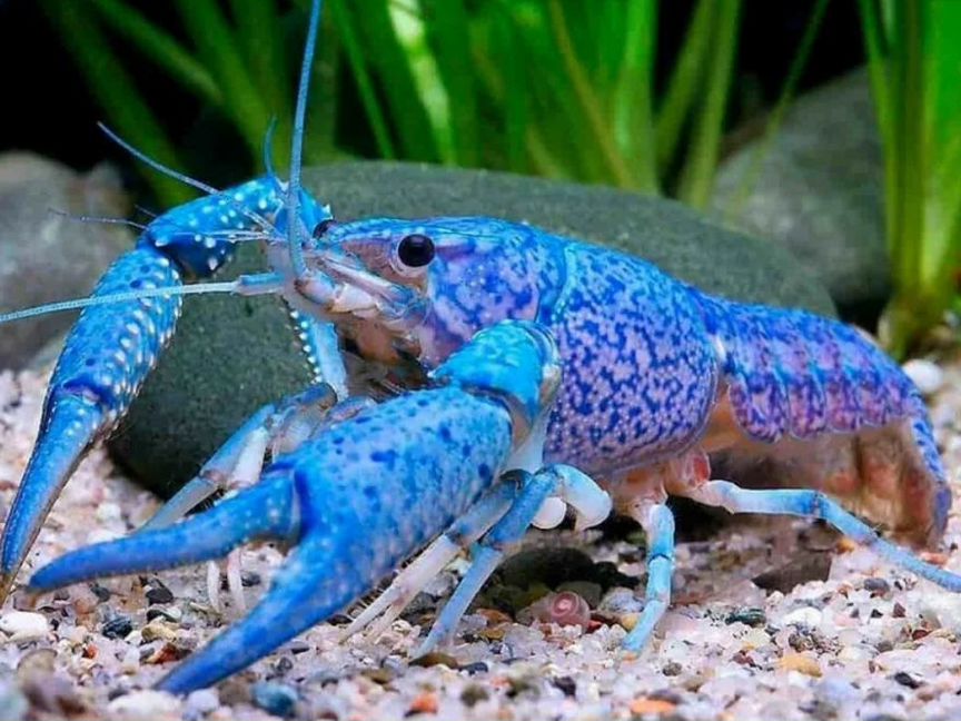 Рак кубинский голубой