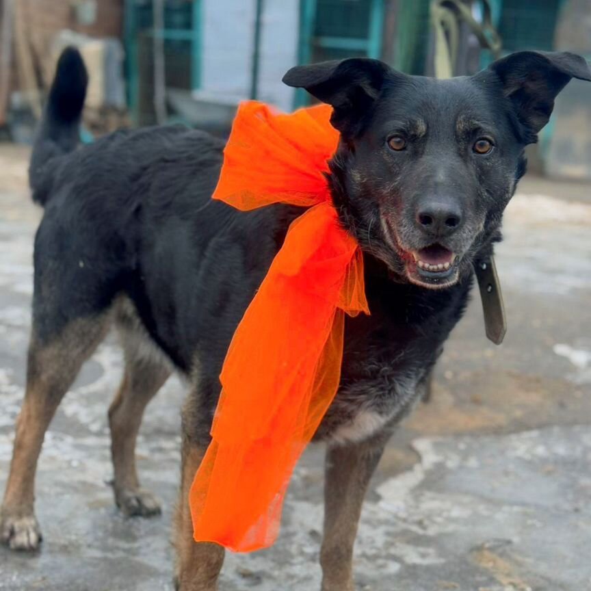 Собака Фрай в добрые руки Кобель черный