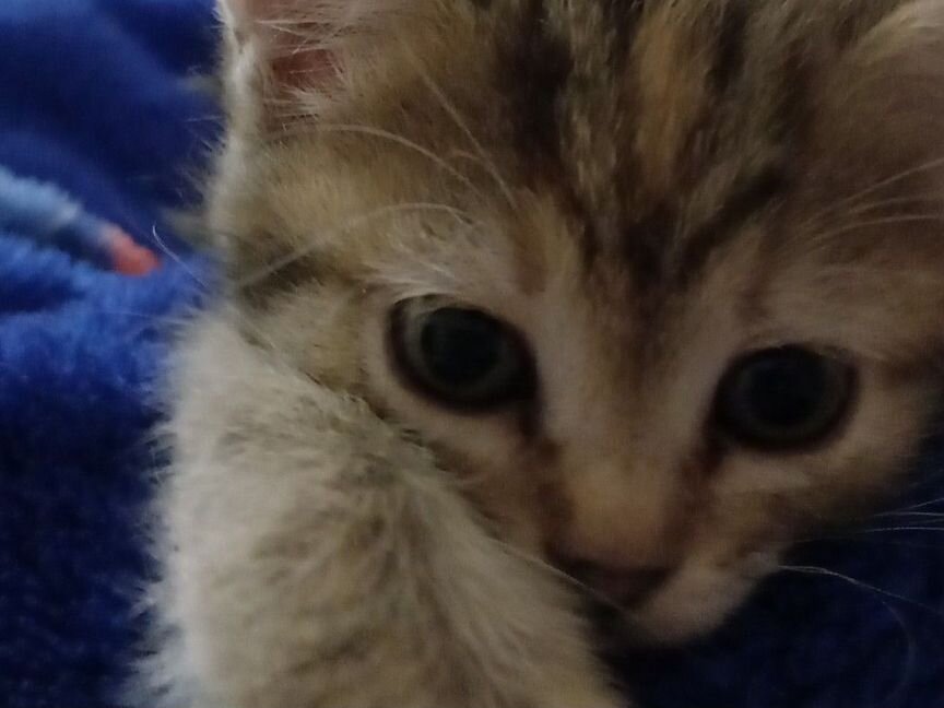 Котенок