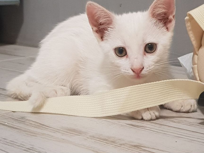 Котенок