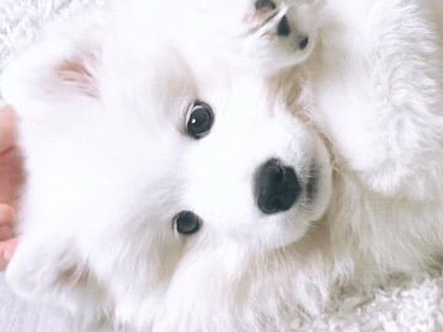 Щенок Самоеда девочка, родители чемпионы России