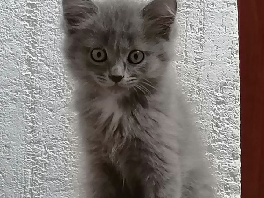 Кот мышелов