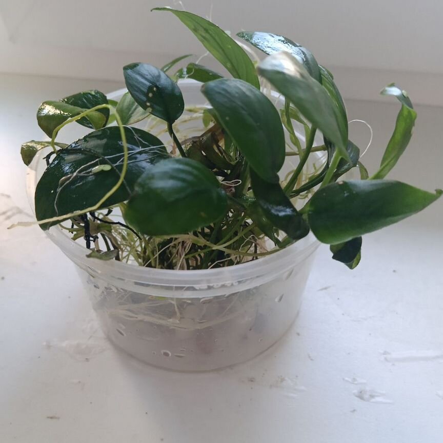 Аквариумные растения в дар