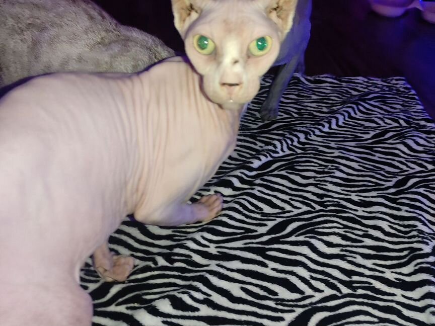 Канадский сфинкс эльф