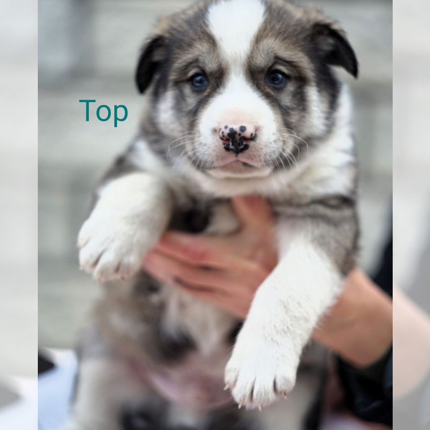 Щенок в добрые руки