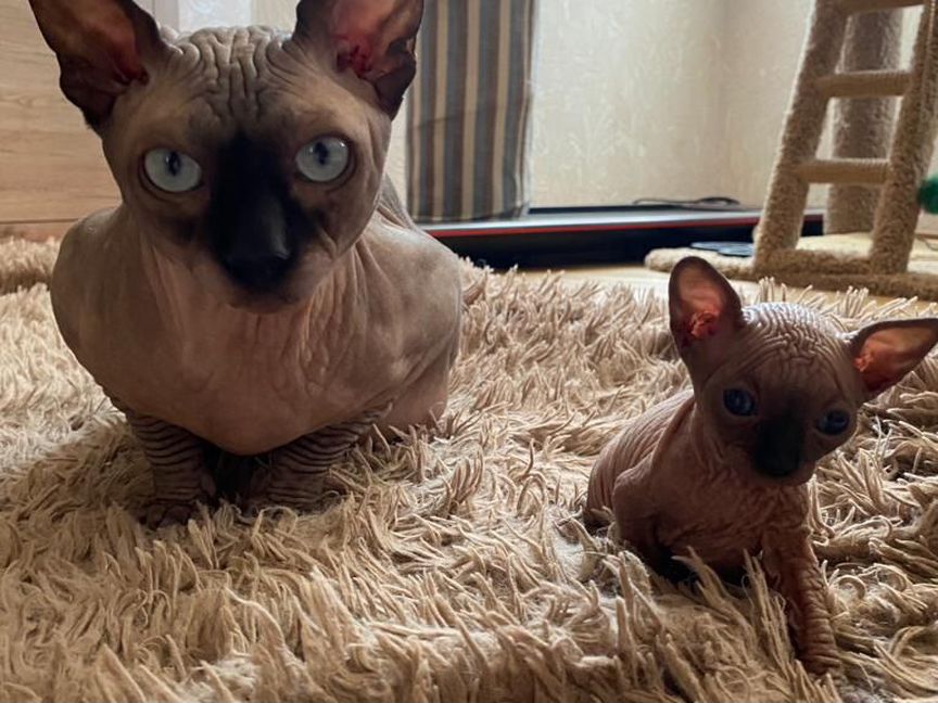 Канадский сфинкс голубоглазый