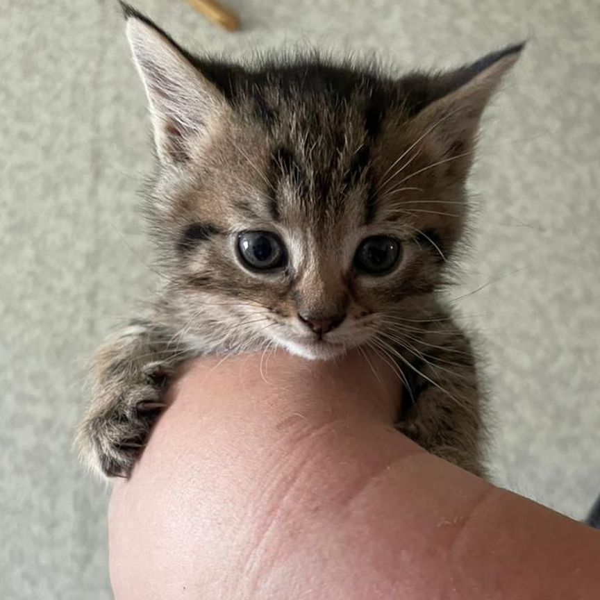 Отдам бесплатно котят в хорошие руки
