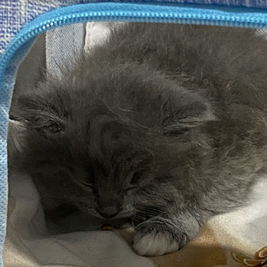 Котенок мальчик