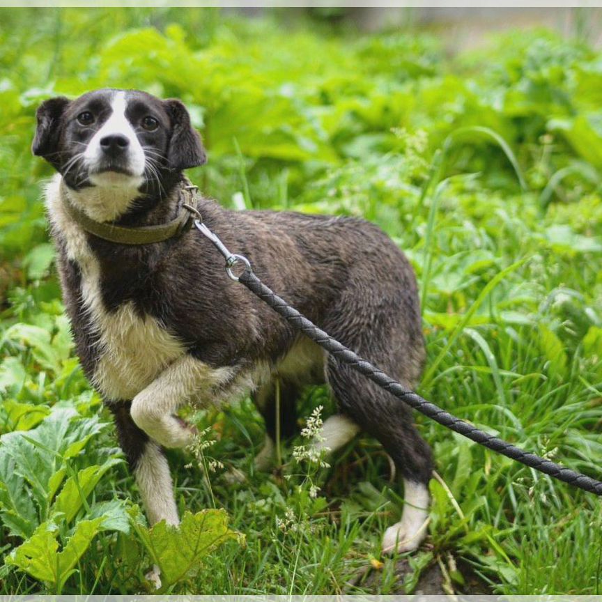 Маленький звоночек во двор (стерилизована)