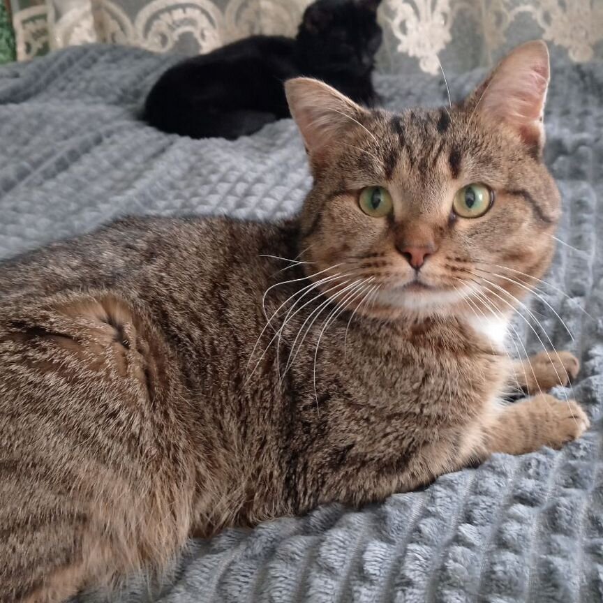 Взрослый кот в добрые руки