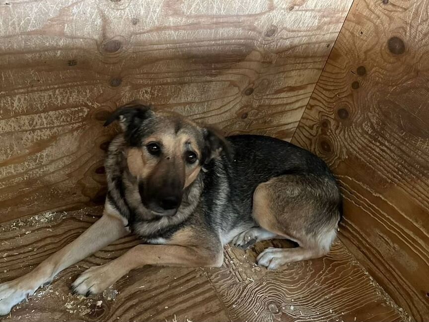 Молодая собака живёт в приюте