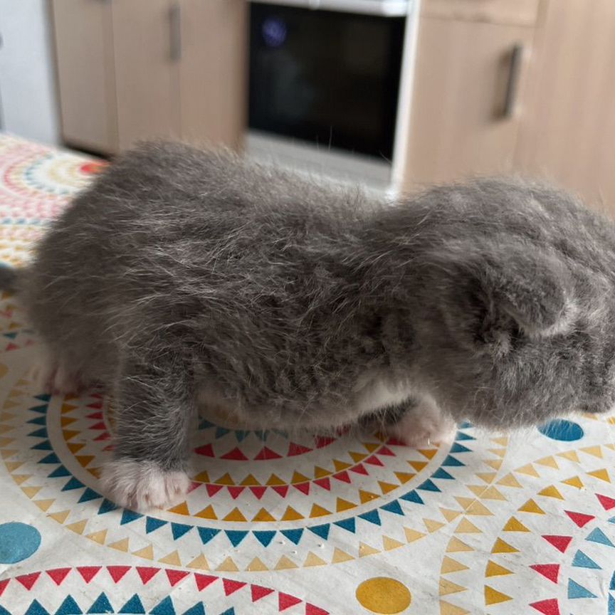 Кошка