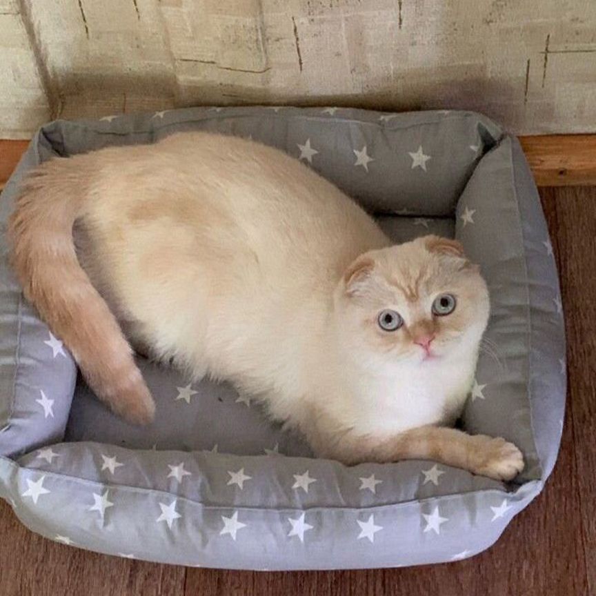 Отдам кота в добрые руки