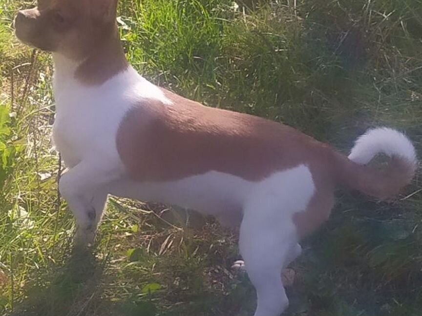 Джек рассел