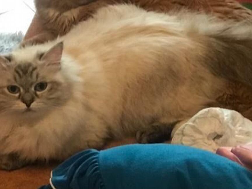 Отдам кошечку в добрые руки