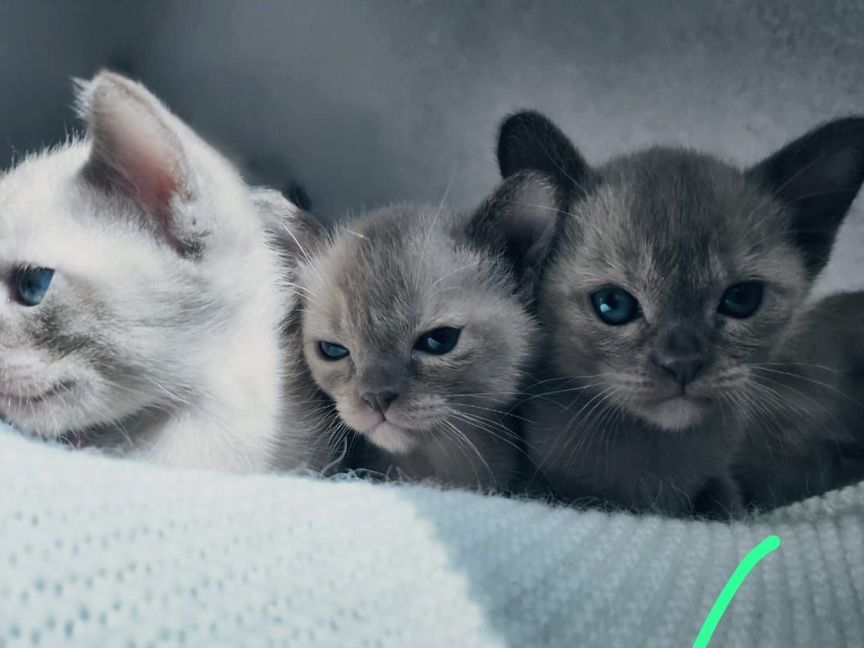 Бурманские котята шоколад