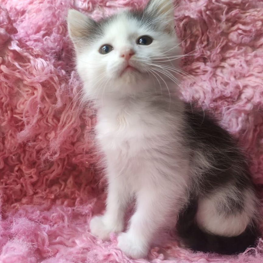 Ужасно ласкучий котенок Капитошка