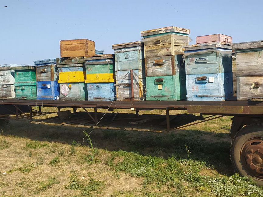 Ульи для пчел