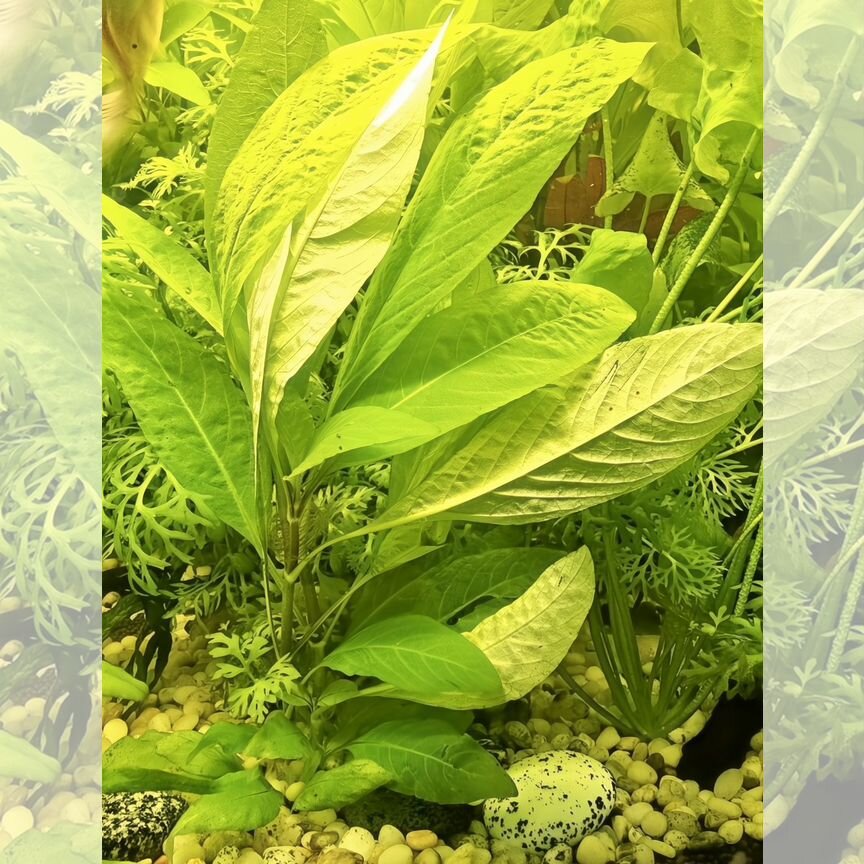 Аквариумное растение