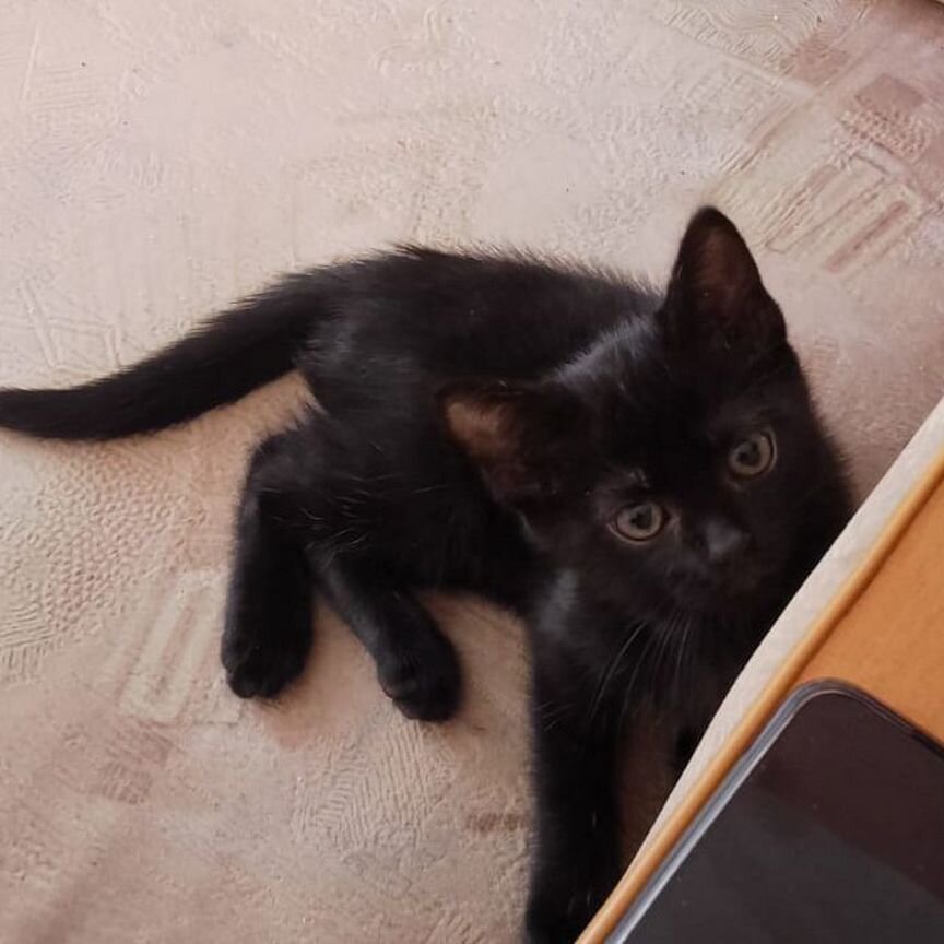 Парнишка в добрые ручки