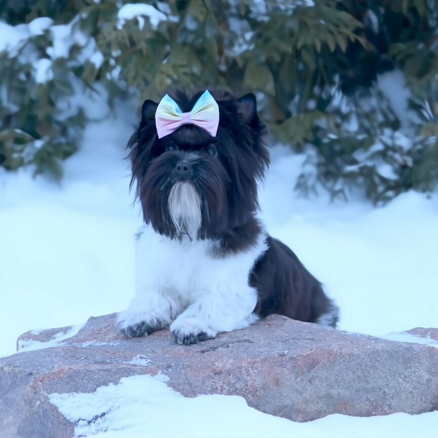 Бивер-йоркширский терьер, щенок