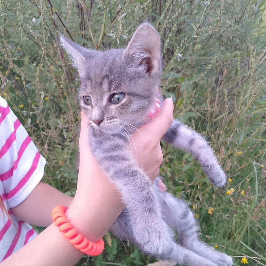 Котенок мальчик