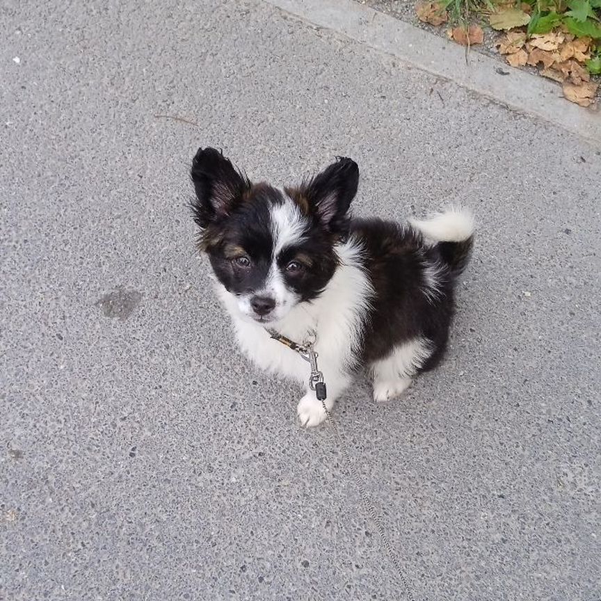 Щенок метис