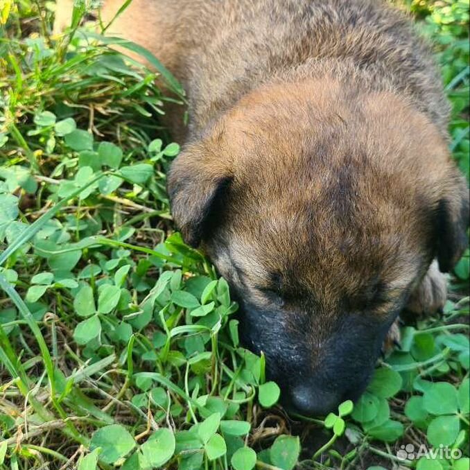 Собаки щенки папа немец