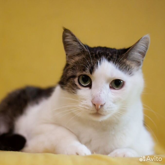 Кот Каспер, 7 лет