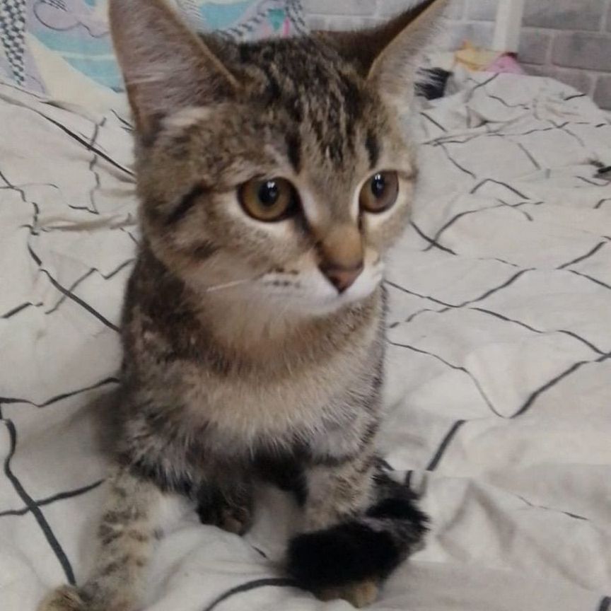 Котенок 4-5 месяцев в добрые руки
