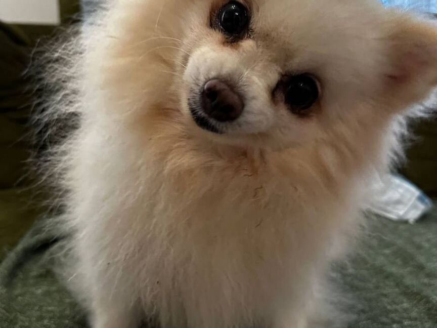 Шпиц в дар в добрые руки