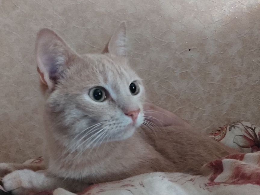 Полунемецкий короткошёрстный курцхаар