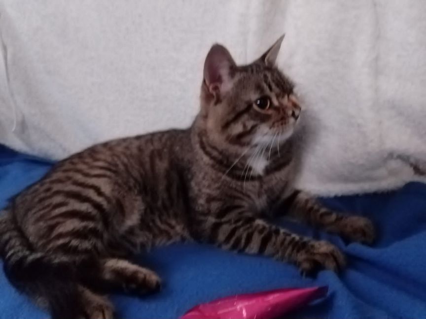 Котик, 1 год