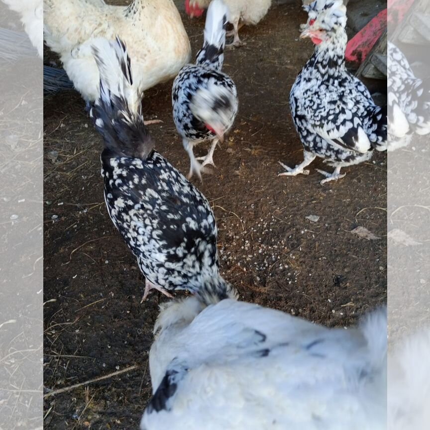 Цыплята деревенские несушки