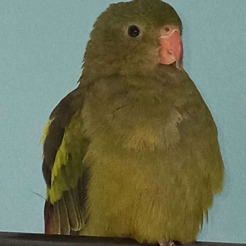 Роскошный горный попугай, 3 месяца