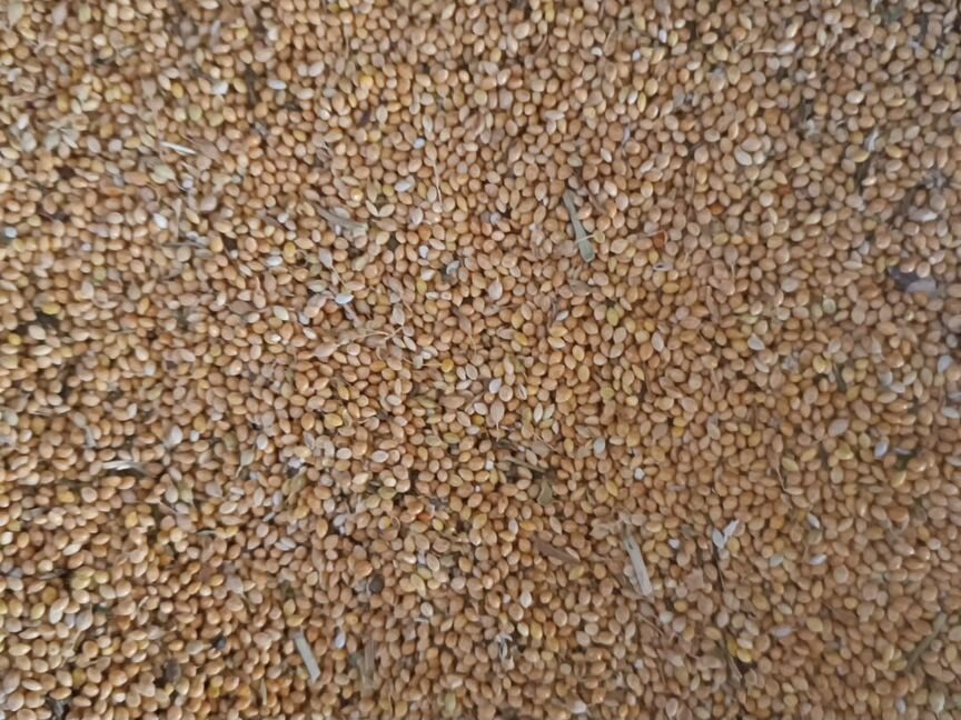 Просо желтое