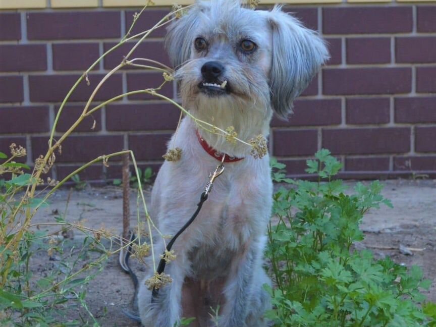 Собака в добрые руки