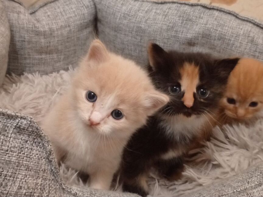 Котята в добрые руки