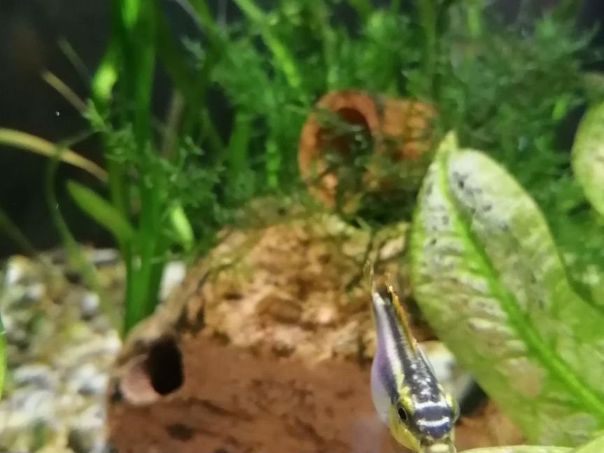 Пельвикахромис самка