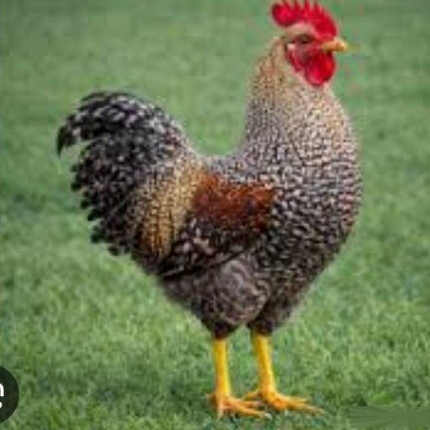 Молодые петухи