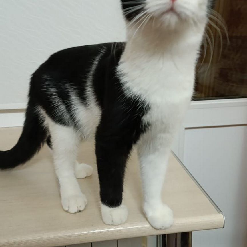 Котёнок Феликс